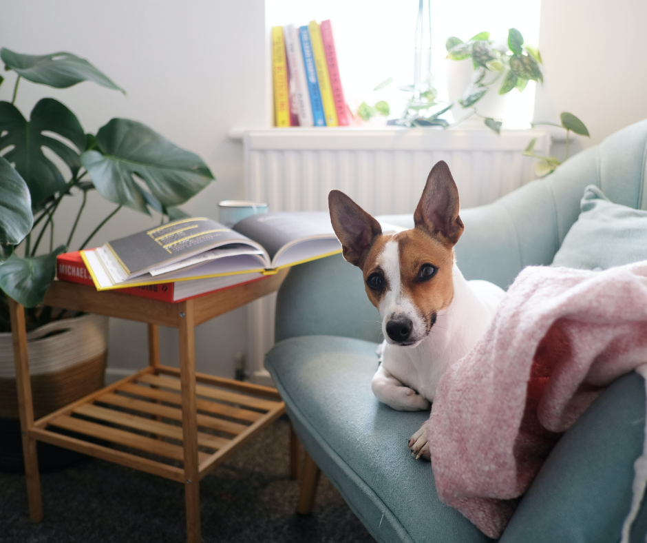 What to Know About Dog Breeds and Home Insurance | Rate.com